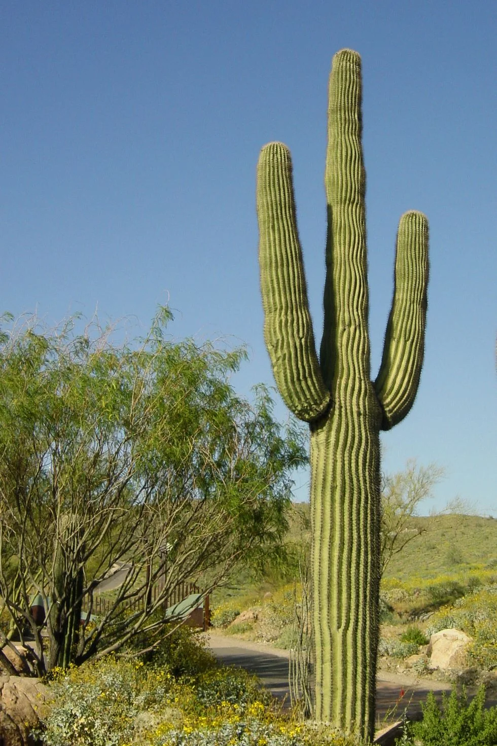 133 Types Of Cacti To Consider | A To Z Cactus Database