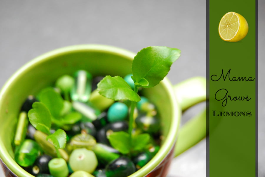 Grow Your Own Lemon Tree Out Of Store Bought Lemons In 11 Easy Steps