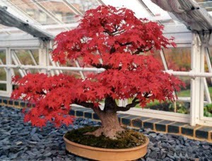 The Most Beautiful And Unique Bonsai Trees In The World