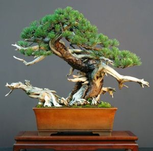 The Most Beautiful And Unique Bonsai Trees In The World