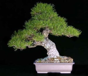 The Most Beautiful And Unique Bonsai Trees In The World