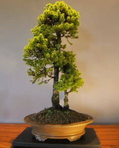 The Most Beautiful And Unique Bonsai Trees In The World