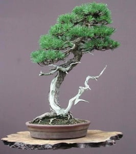 The Most Beautiful And Unique Bonsai Trees In The World