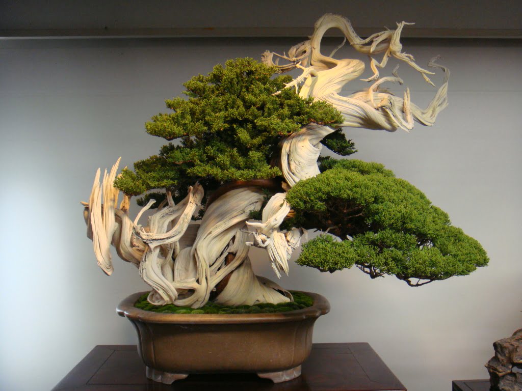 The Most Beautiful And Unique Bonsai Trees In The World