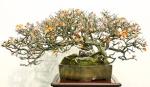 The Most Beautiful And Unique Bonsai Trees In The World