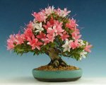 The Most Beautiful And Unique Bonsai Trees In The World