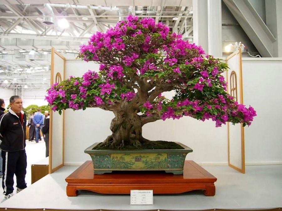 The Most Beautiful And Unique Bonsai Trees In The World