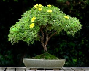The Most Beautiful And Unique Bonsai Trees In The World