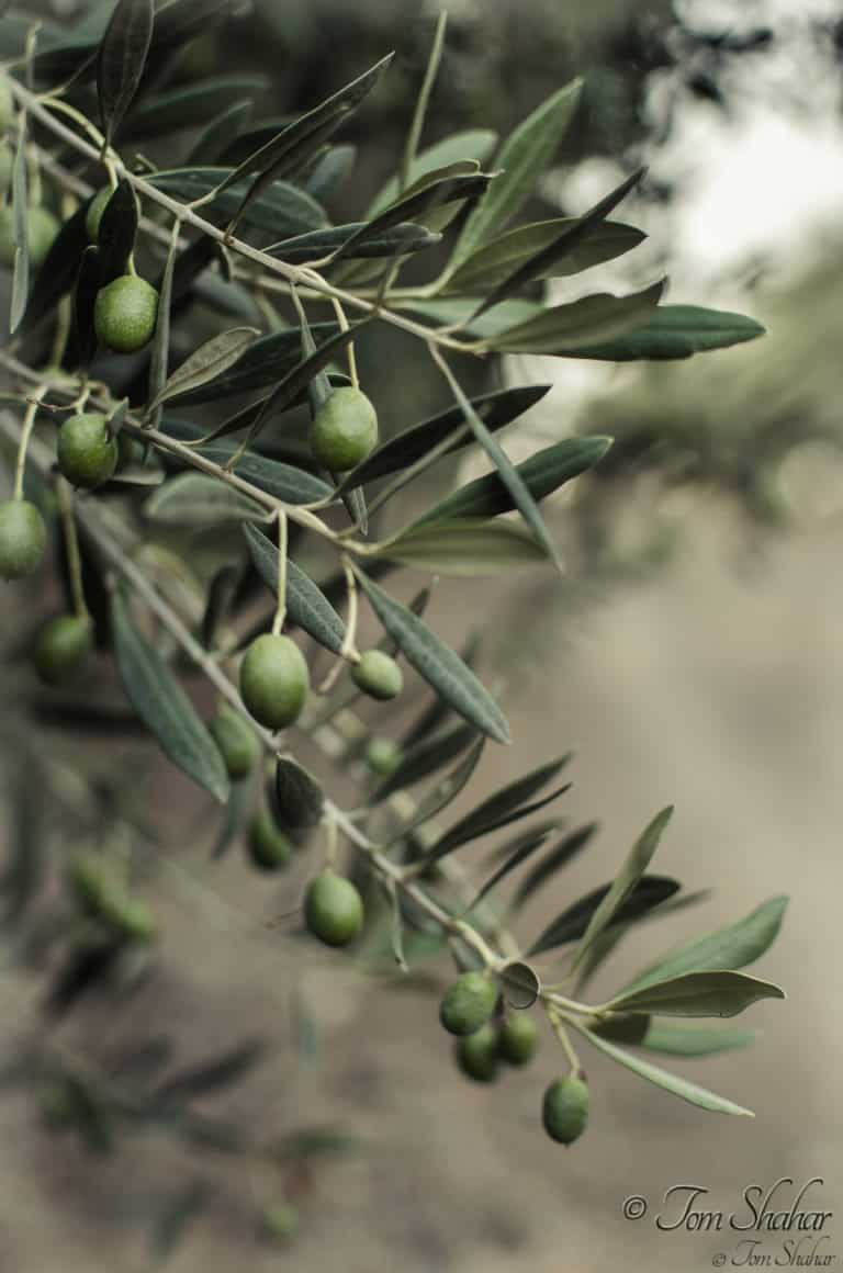 Guide To Growing Olive Trees Indoors