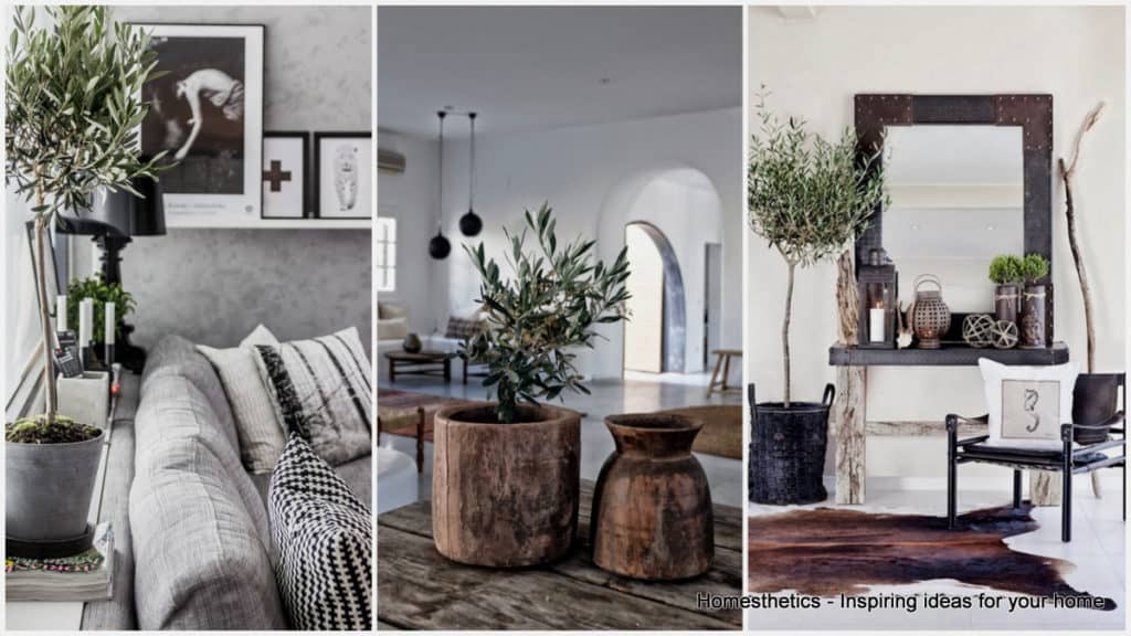 Guide To Growing Olive Trees Indoors
