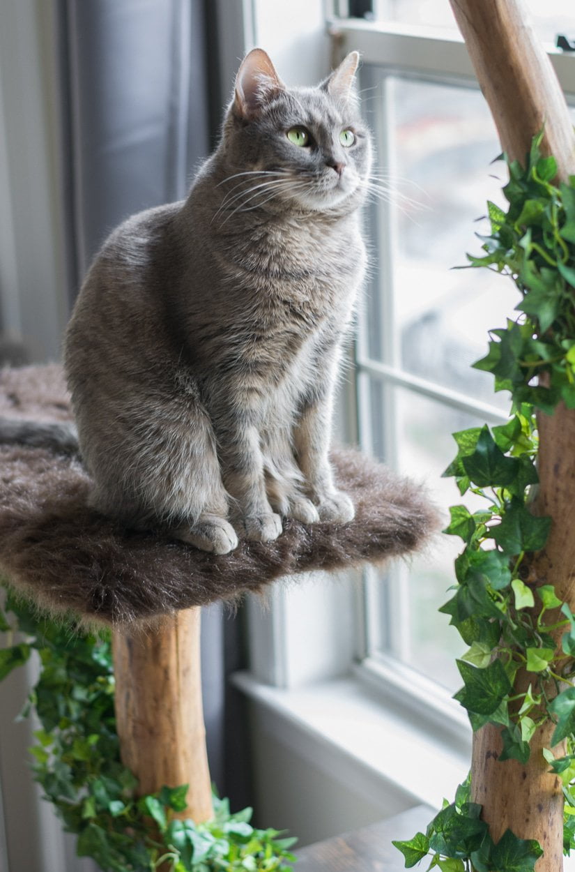 19 Adorable Free Cat Tree Plans For Your Furry Friend - Homesthetics