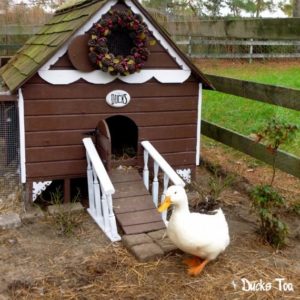 43 FREE DIY Duck Coop Plans & Duck House Plans
