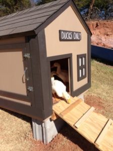43 FREE DIY Duck Coop Plans & Duck House Plans