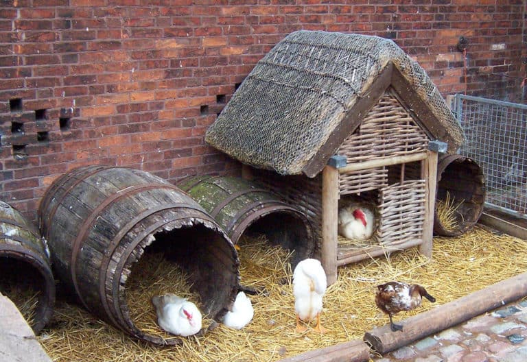 43 FREE DIY Duck Coop Plans & Duck House Plans