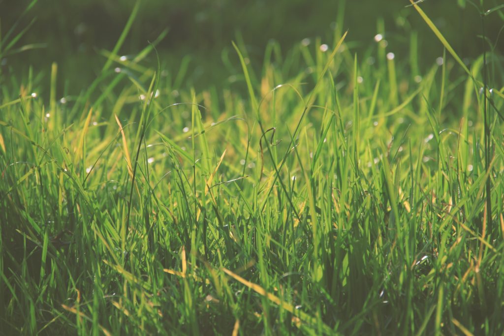 Where To Find Good St Augustine Grass Seed And How To Grow It