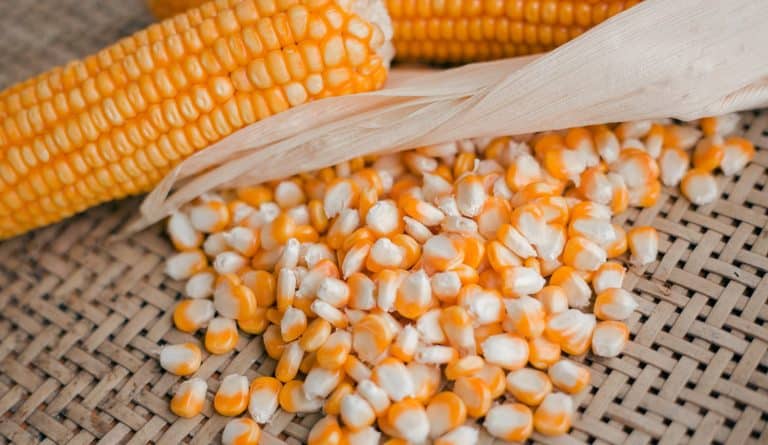 11 Best Corn Moisture Testers Of 2023