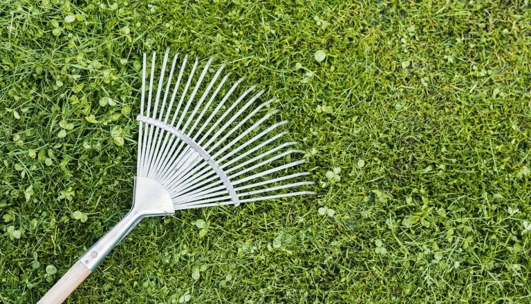 11 Best Pine Straw Rakes Of 2022