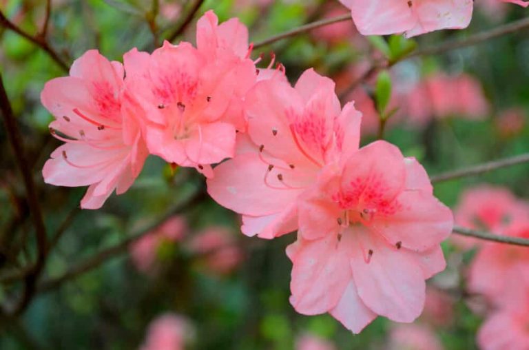 30 Types Of Pink Fuchsia Flowers To Consider