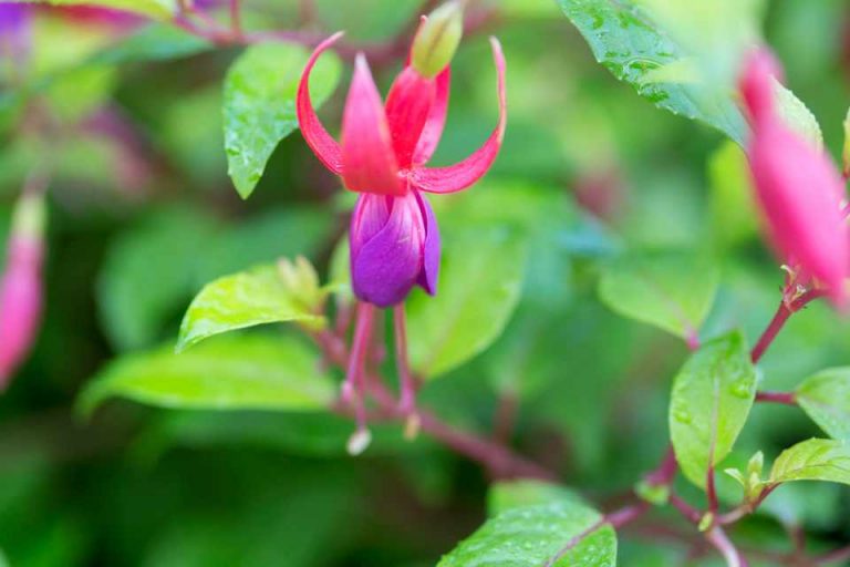 30 Types Of Pink Fuchsia Flowers To Consider