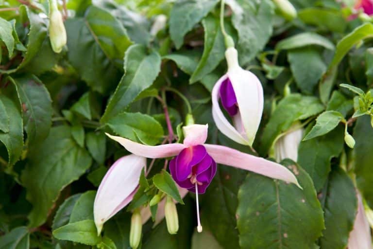 30 Types Of Pink Fuchsia Flowers To Consider