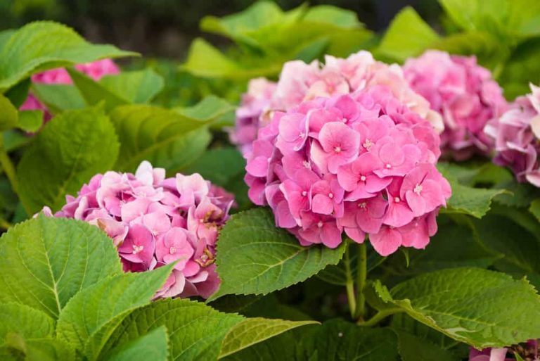 30 Types Of Pink Fuchsia Flowers To Consider