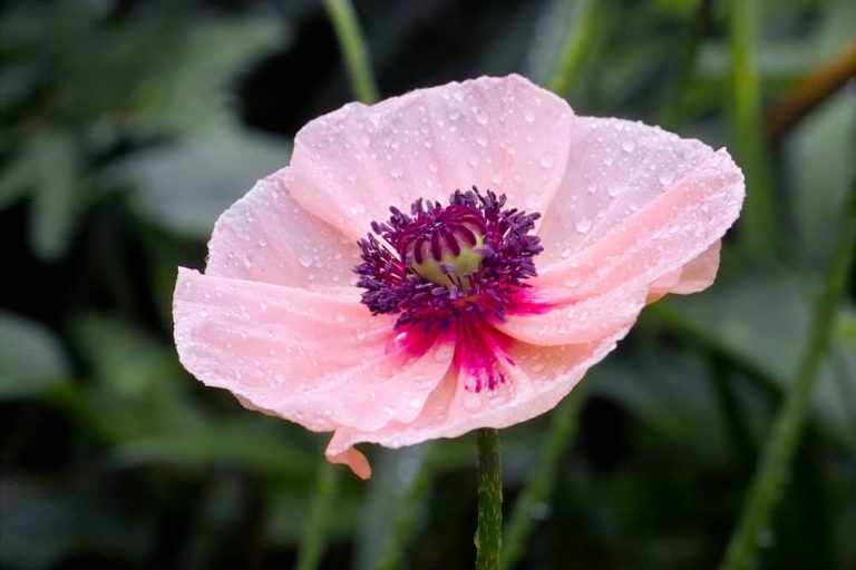 30 Types Of Pink Fuchsia Flowers To Consider