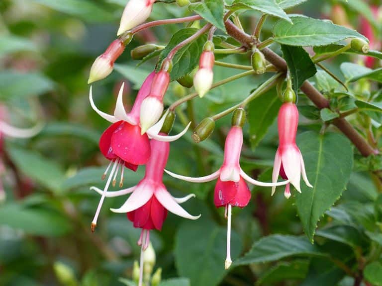 30 Types Of Pink Fuchsia Flowers To Consider