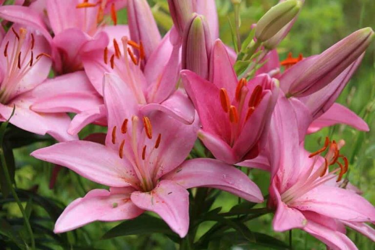 30 Types Of Pink Fuchsia Flowers To Consider
