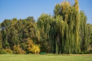 13 Different Types Of Willow Trees To Consider