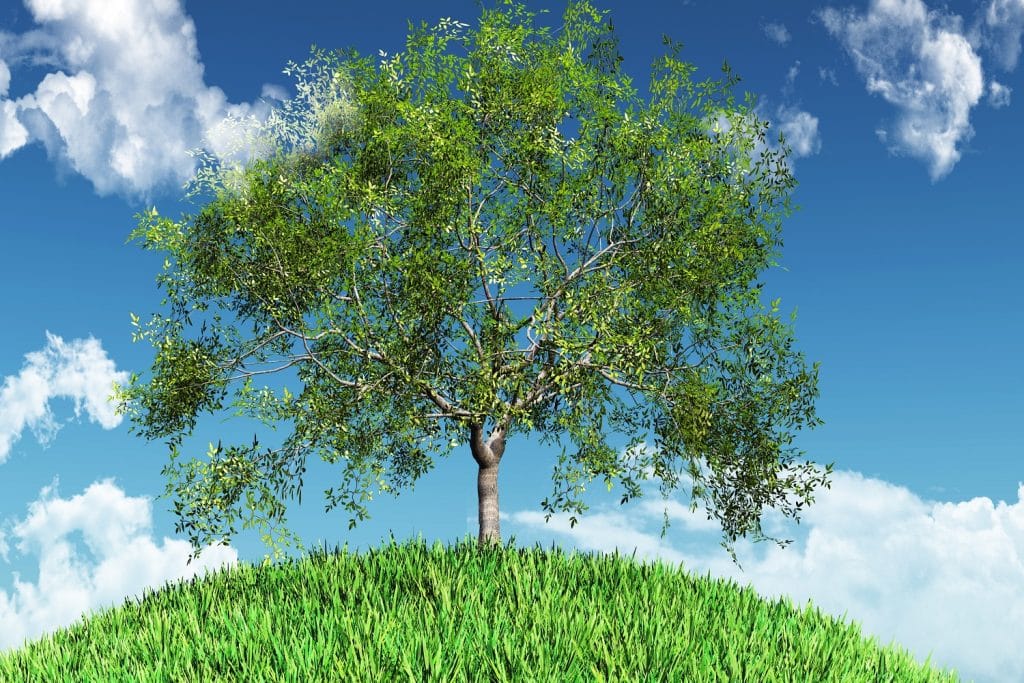 13 Different Types Of Willow Trees To Consider