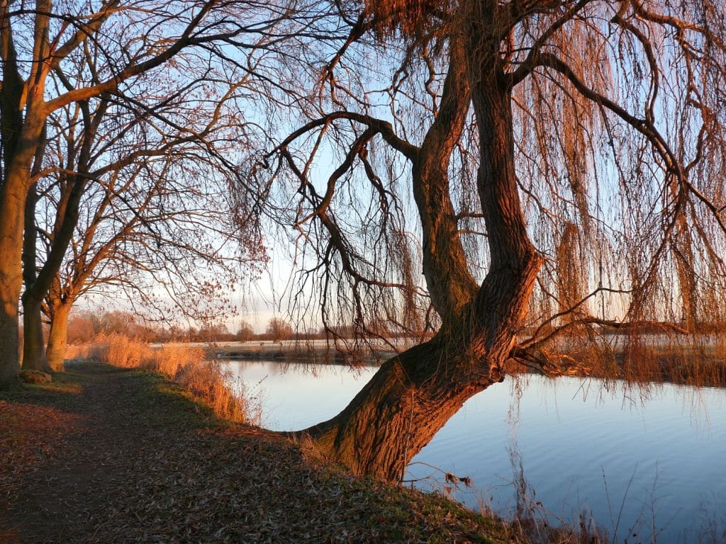 13 Different Types Of Willow Trees To Consider