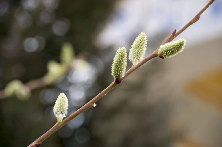 13 Different Types Of Willow Trees To Consider