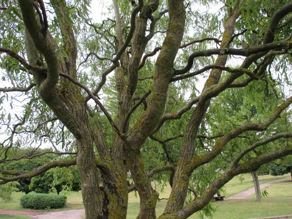 13 Different Types Of Willow Trees To Consider