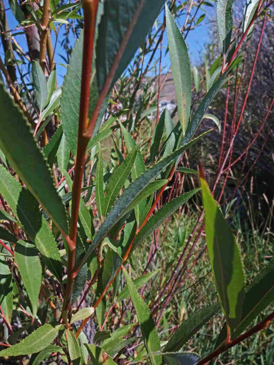 13 Different Types Of Willow Trees To Consider