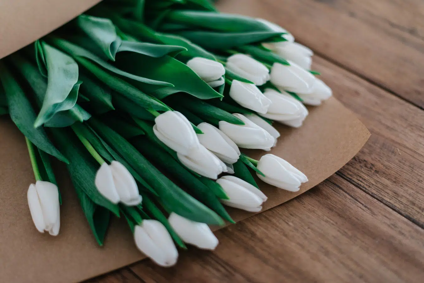 Why Tulips Don't Bloom & What You Can Do [Actually Works!]
