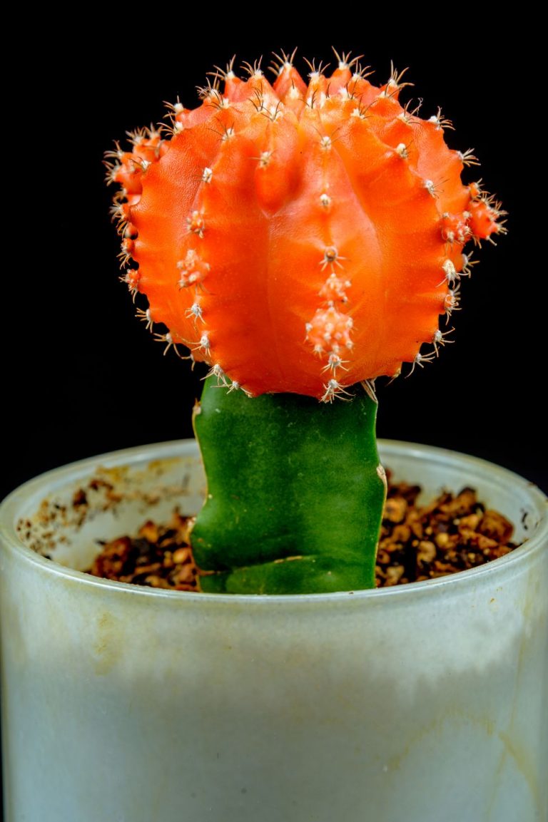 133 Types Of Cacti To Consider | A To Z Cactus Database
