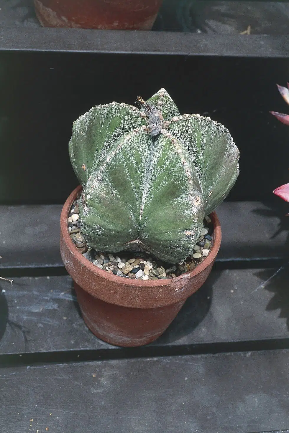 133 Types Of Cacti To Consider | A To Z Cactus Database