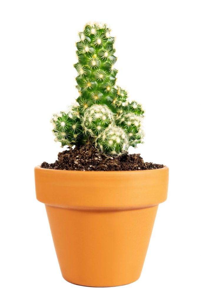 133 Types Of Cacti To Consider | A To Z Cactus Database