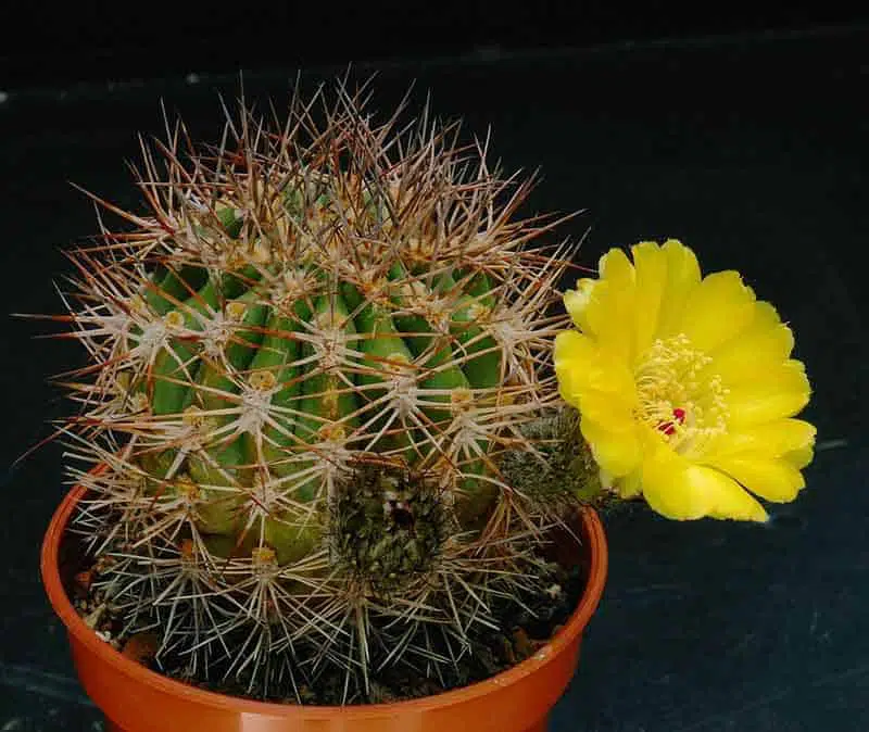 133 Types Of Cacti To Consider | A To Z Cactus Database