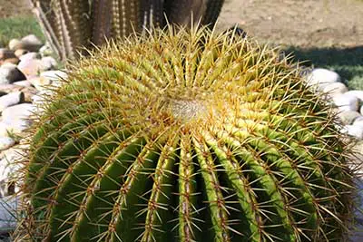 133 Types Of Cacti To Consider | A To Z Cactus Database
