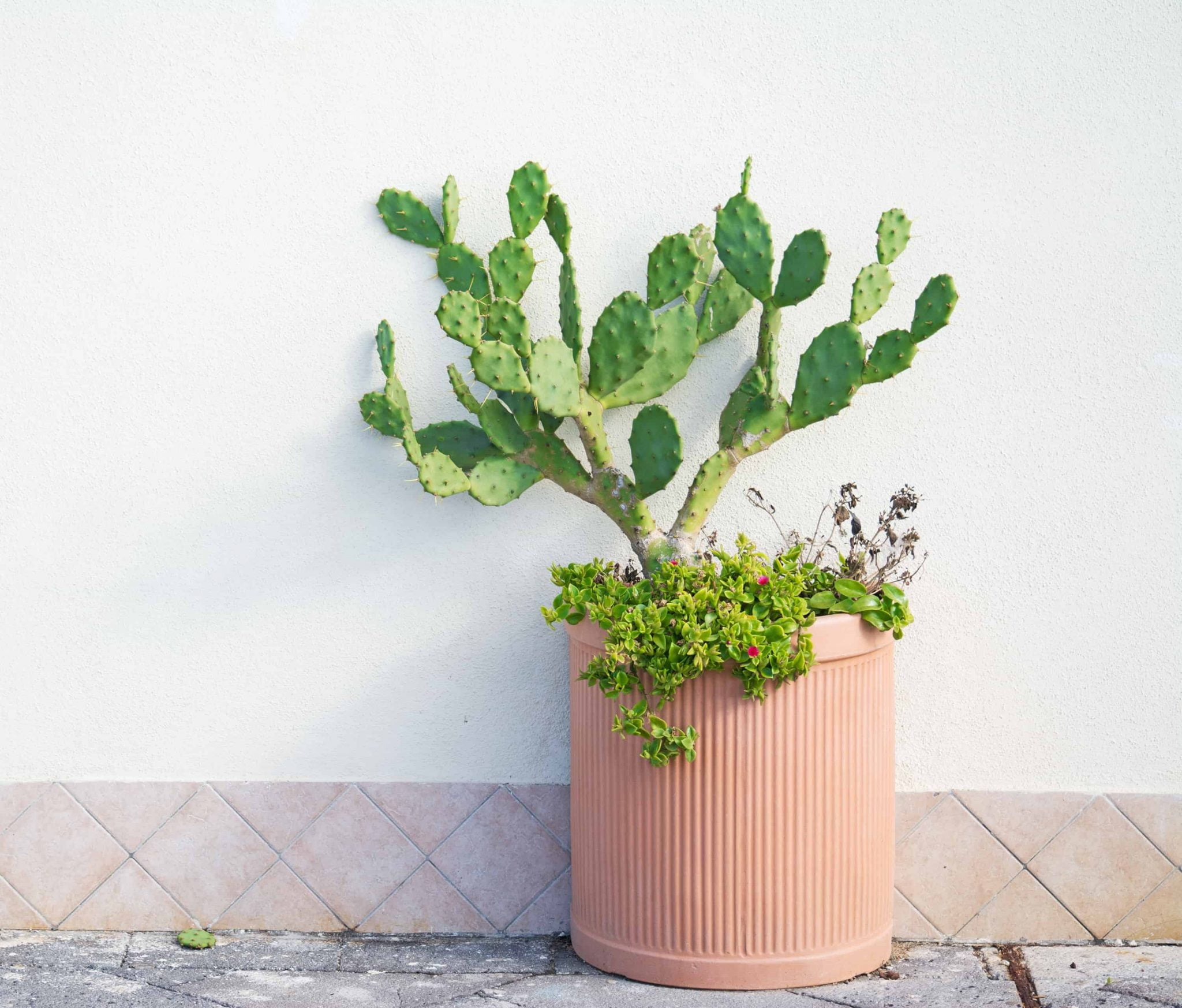 133 Types Of Cacti To Consider | A To Z Cactus Database