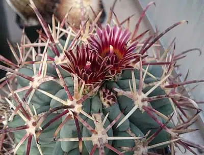 133 Types Of Cacti To Consider | A To Z Cactus Database