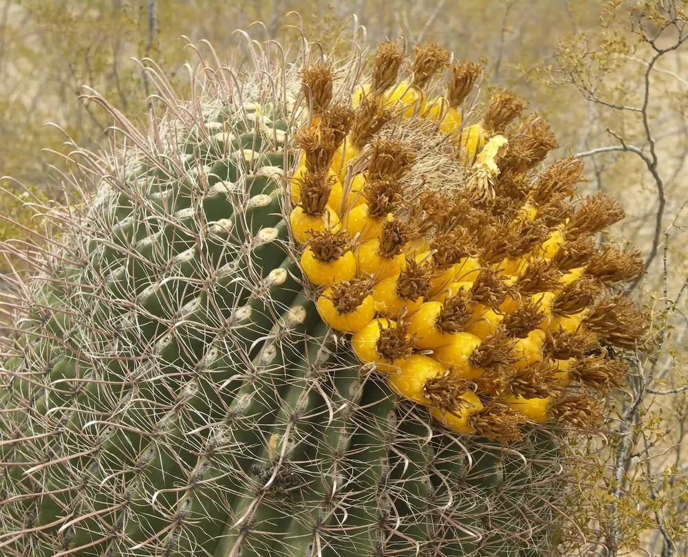 133 Types Of Cacti To Consider | A To Z Cactus Database