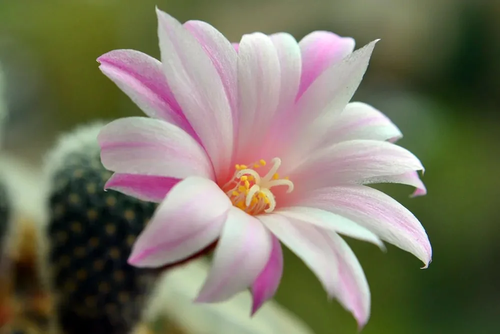 133 Types Of Cacti To Consider | A To Z Cactus Database