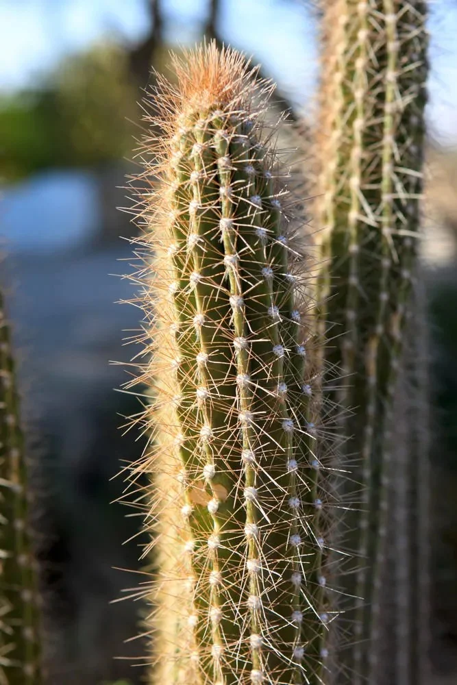 133 Types Of Cacti To Consider | A To Z Cactus Database