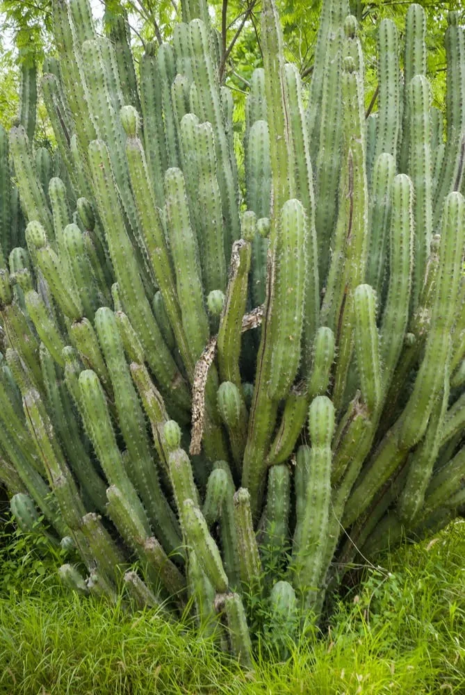 133 Types Of Cacti To Consider | A To Z Cactus Database
