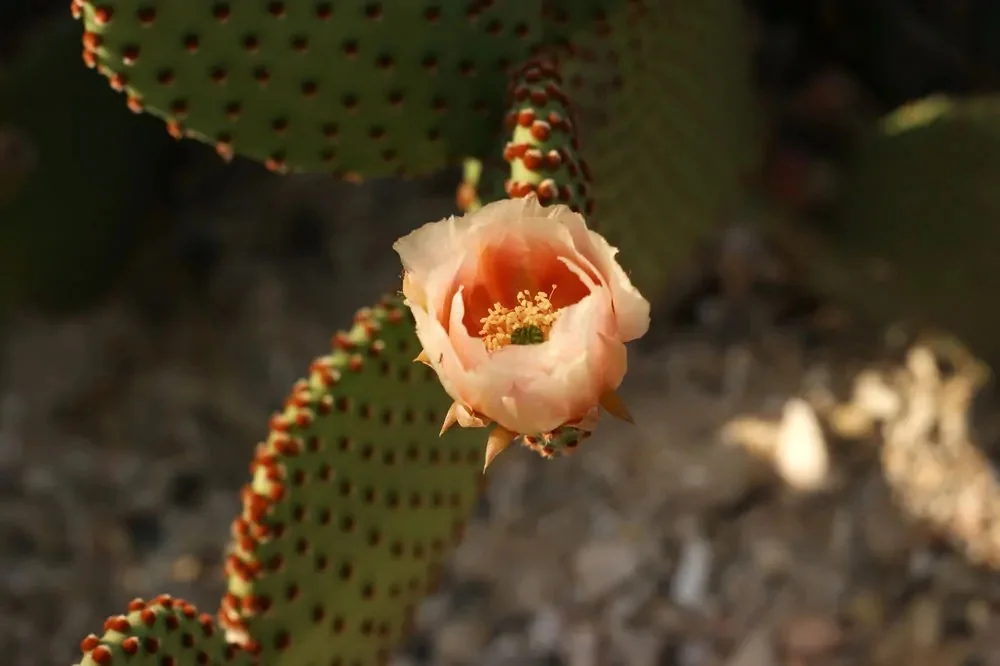 133 Types Of Cacti To Consider | A To Z Cactus Database