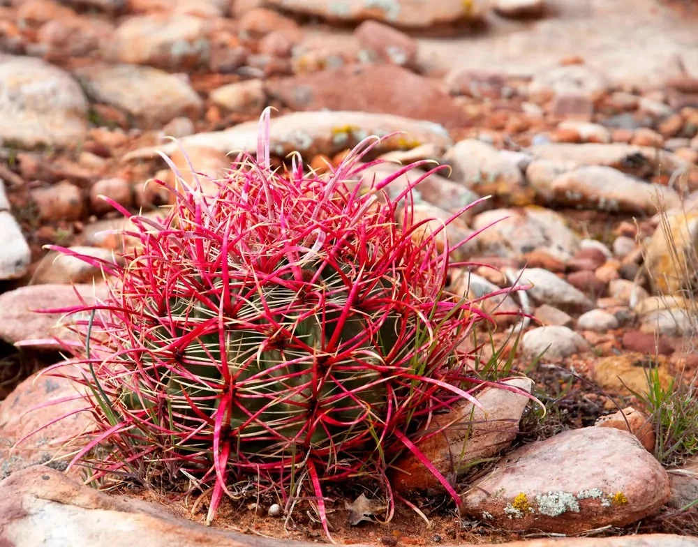 133 Types Of Cacti To Consider | A To Z Cactus Database