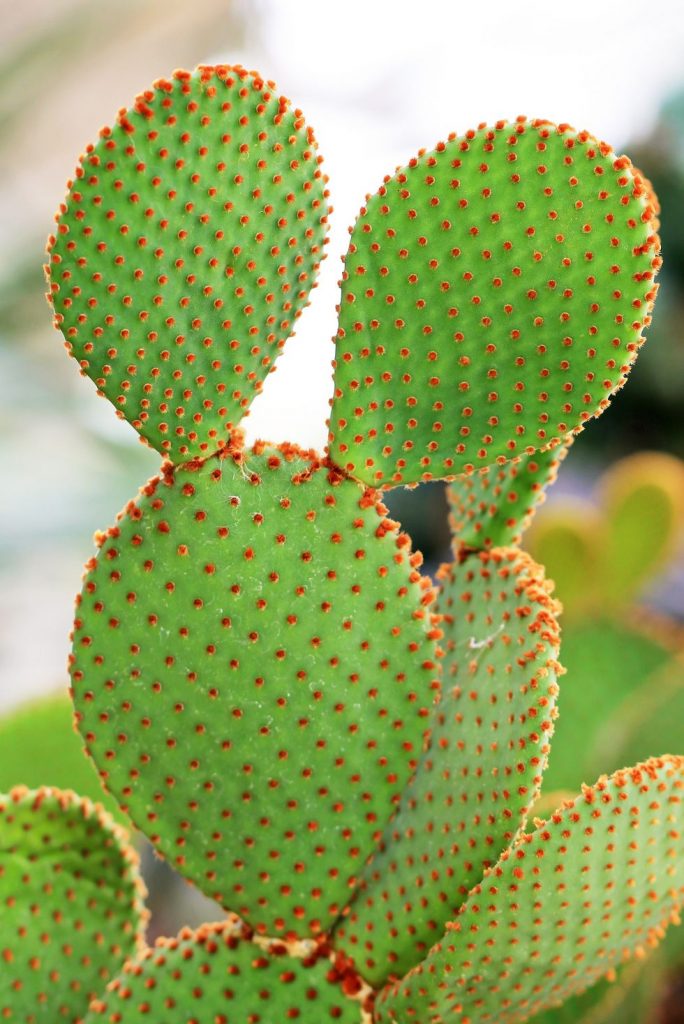 133 Types Of Cacti To Consider | A To Z Cactus Database