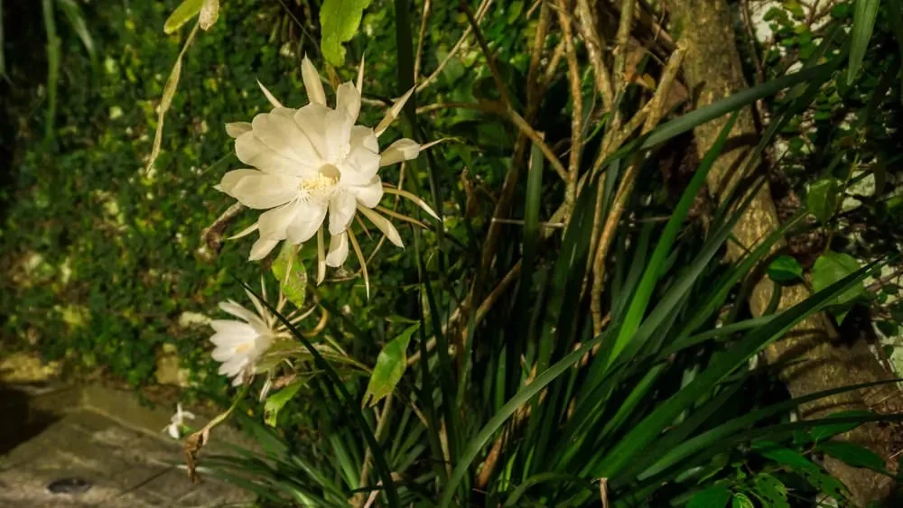 133 Types Of Cacti To Consider | A To Z Cactus Database